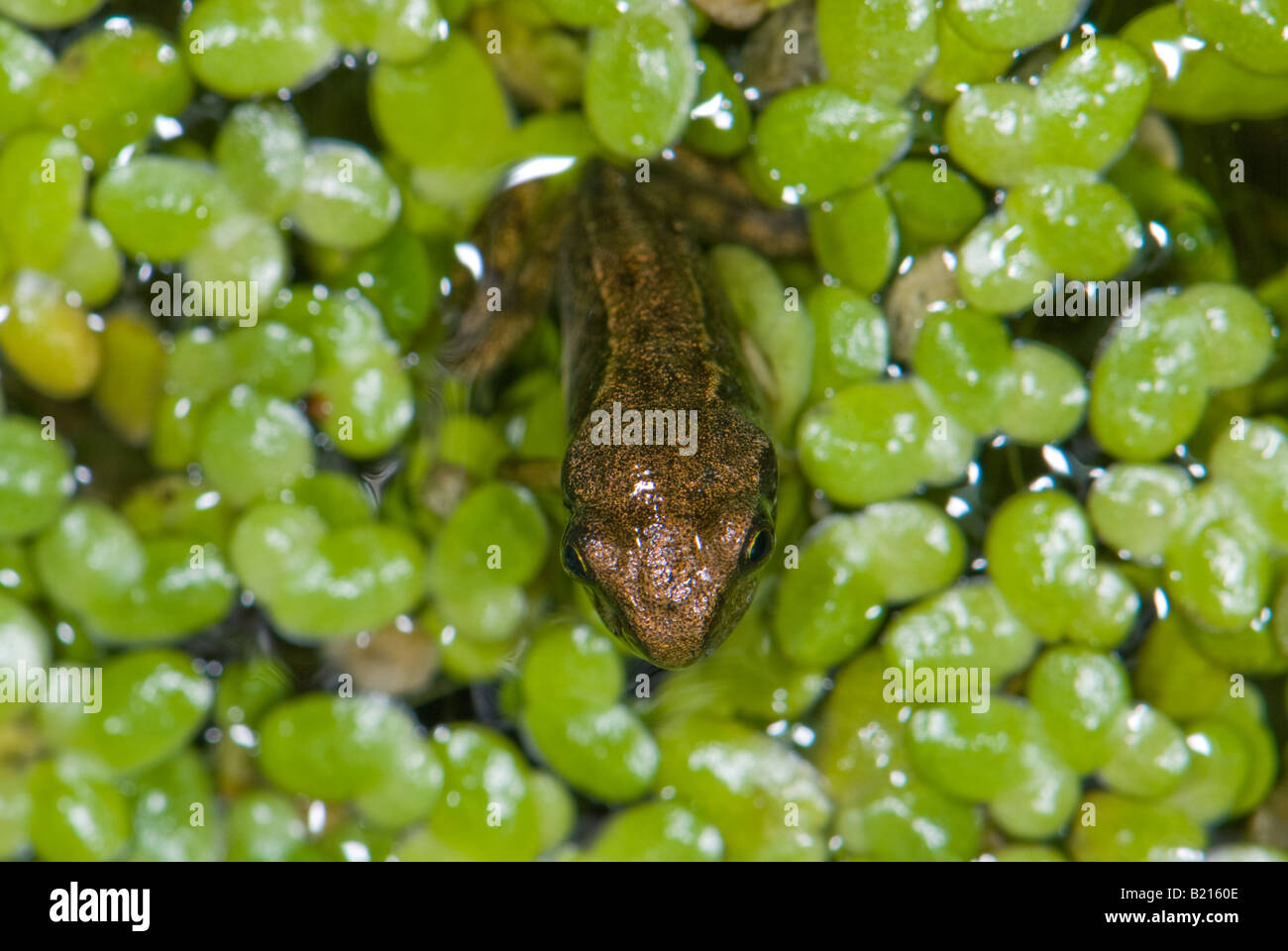 Small froglet laying in duckweed Stock Photo - Alamy