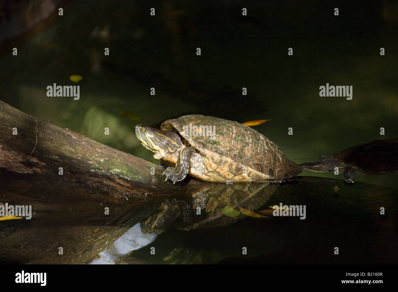 Scary turtle hi-res stock photography and images - Alamy