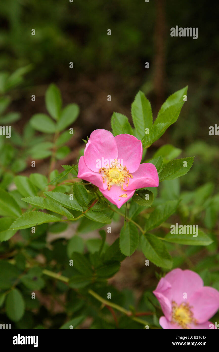 Wild Pink Dog Rose Flowers Stock Photo - Alamy