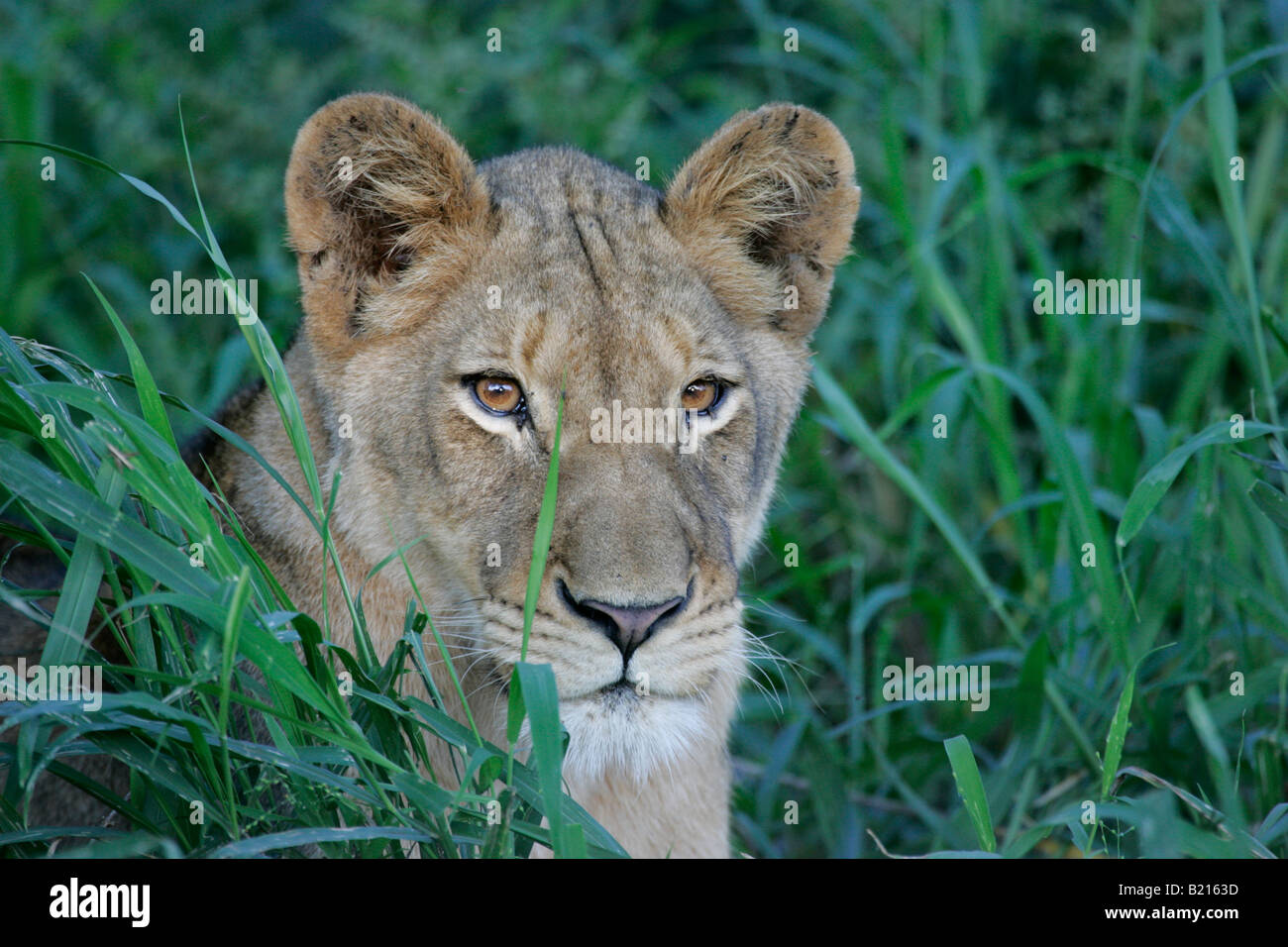 African Lioness Panthera leo Stock Photo - Alamy
