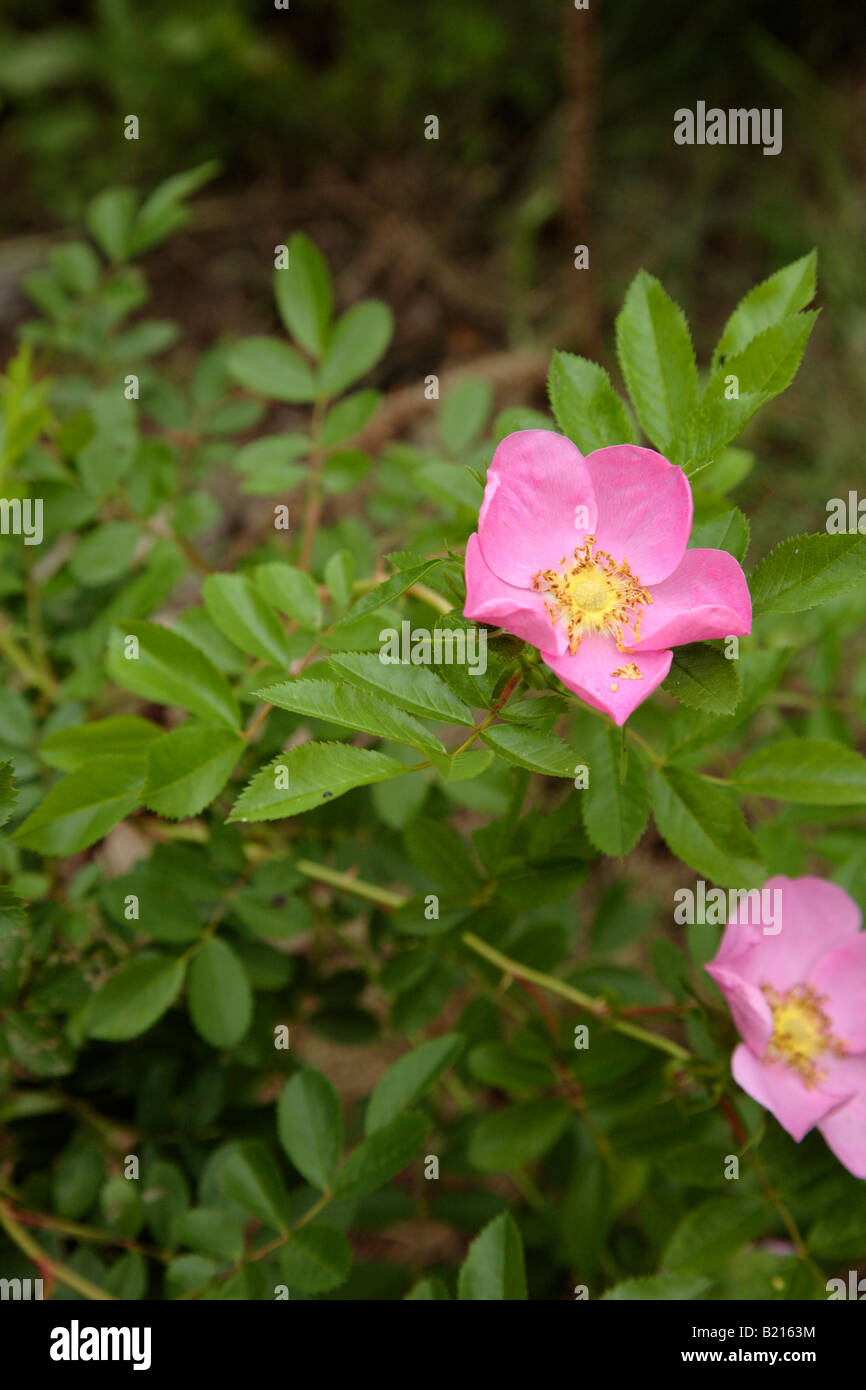 Wild Pink Dog Rose Flowers Stock Photo - Alamy