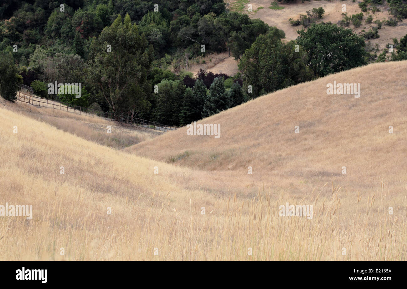 dry grasses in the curving California foothills with trees and a fence ...