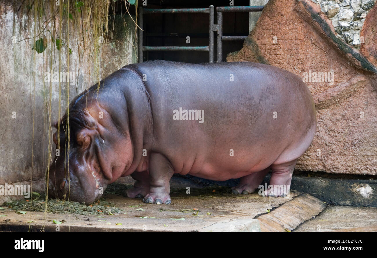 Rubbery skin hi-res stock photography and images - Alamy