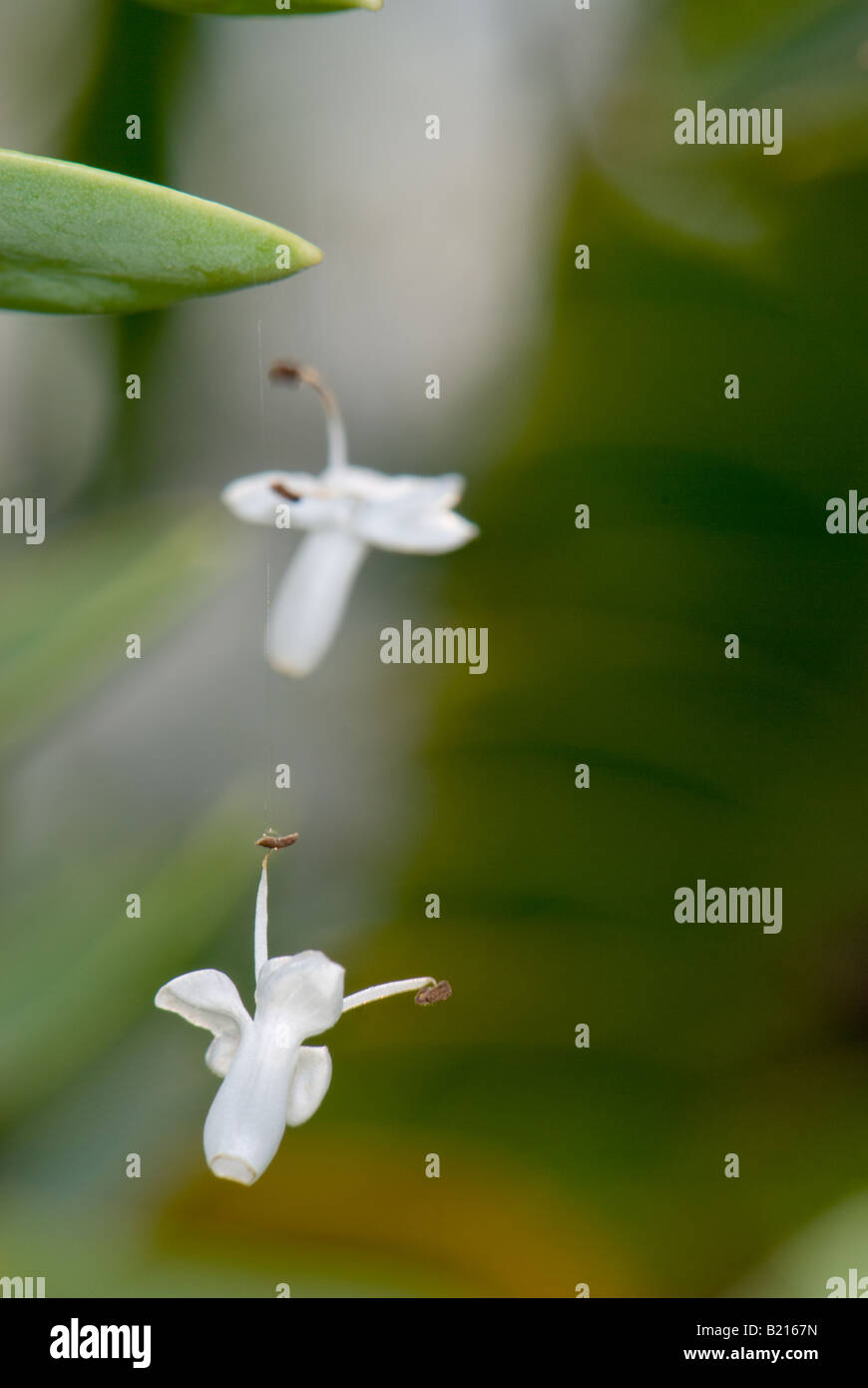 White flower petal caught in a spiders web Stock Photo - Alamy