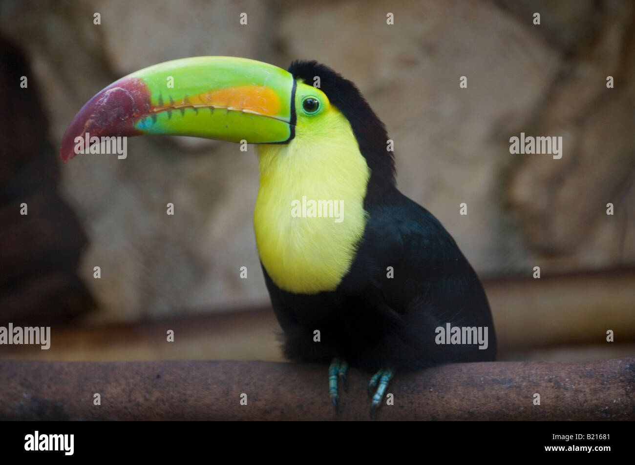 Photo of toucan hi-res stock photography and images - Alamy