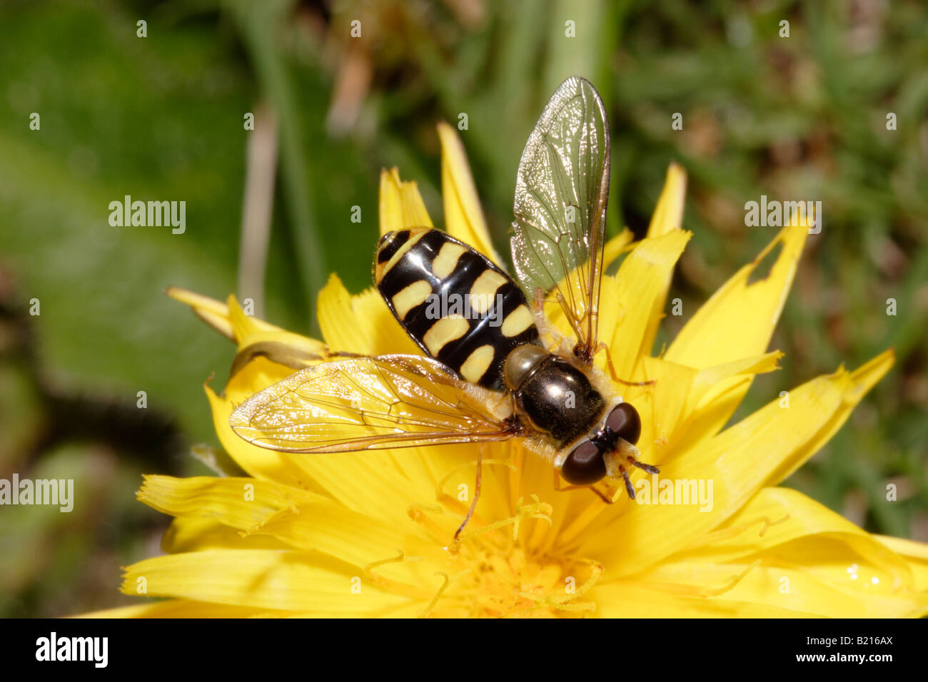 Yellow rimmed icon hover fly Metasyrphus corollae Syrphidae female UK ...