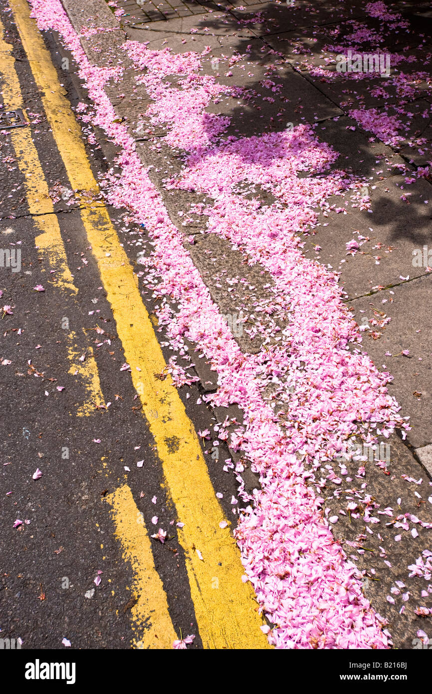 Flower petals fallen on street hi-res stock photography and images - Alamy