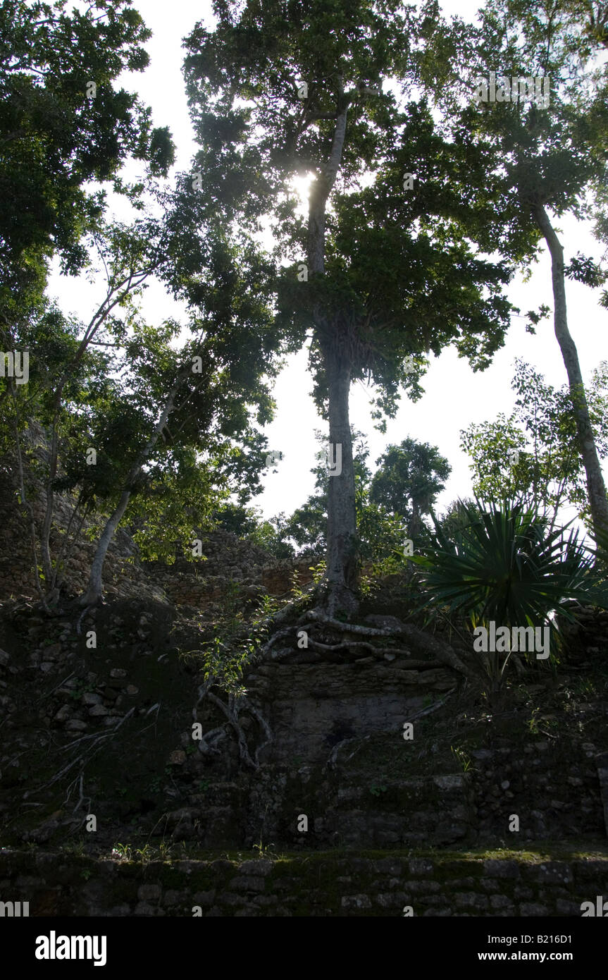 Trees in Coba Stock Photo - Alamy