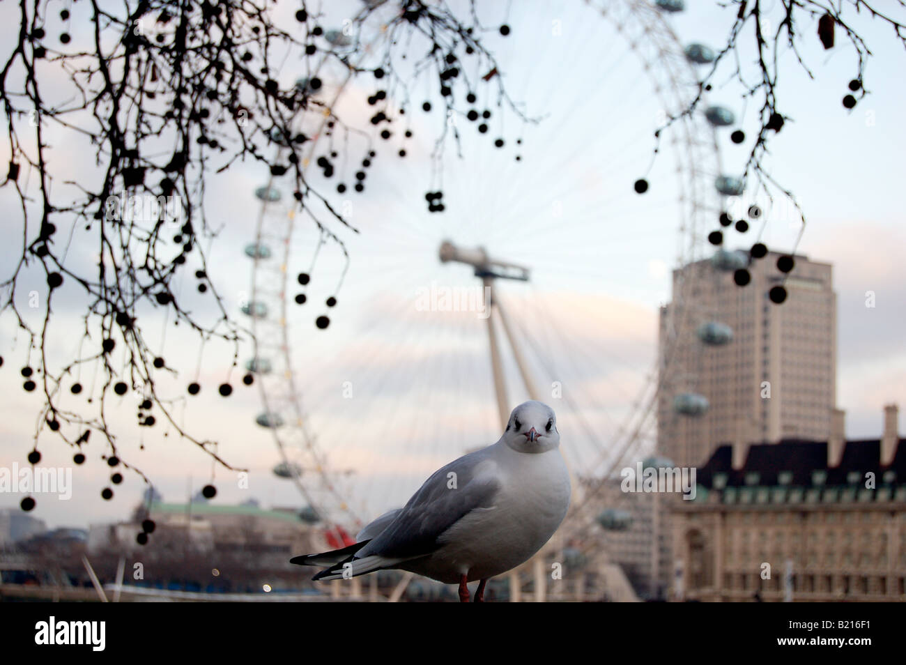 A pigeon sits staring at passers by, perfectly framed by The London Eye ...