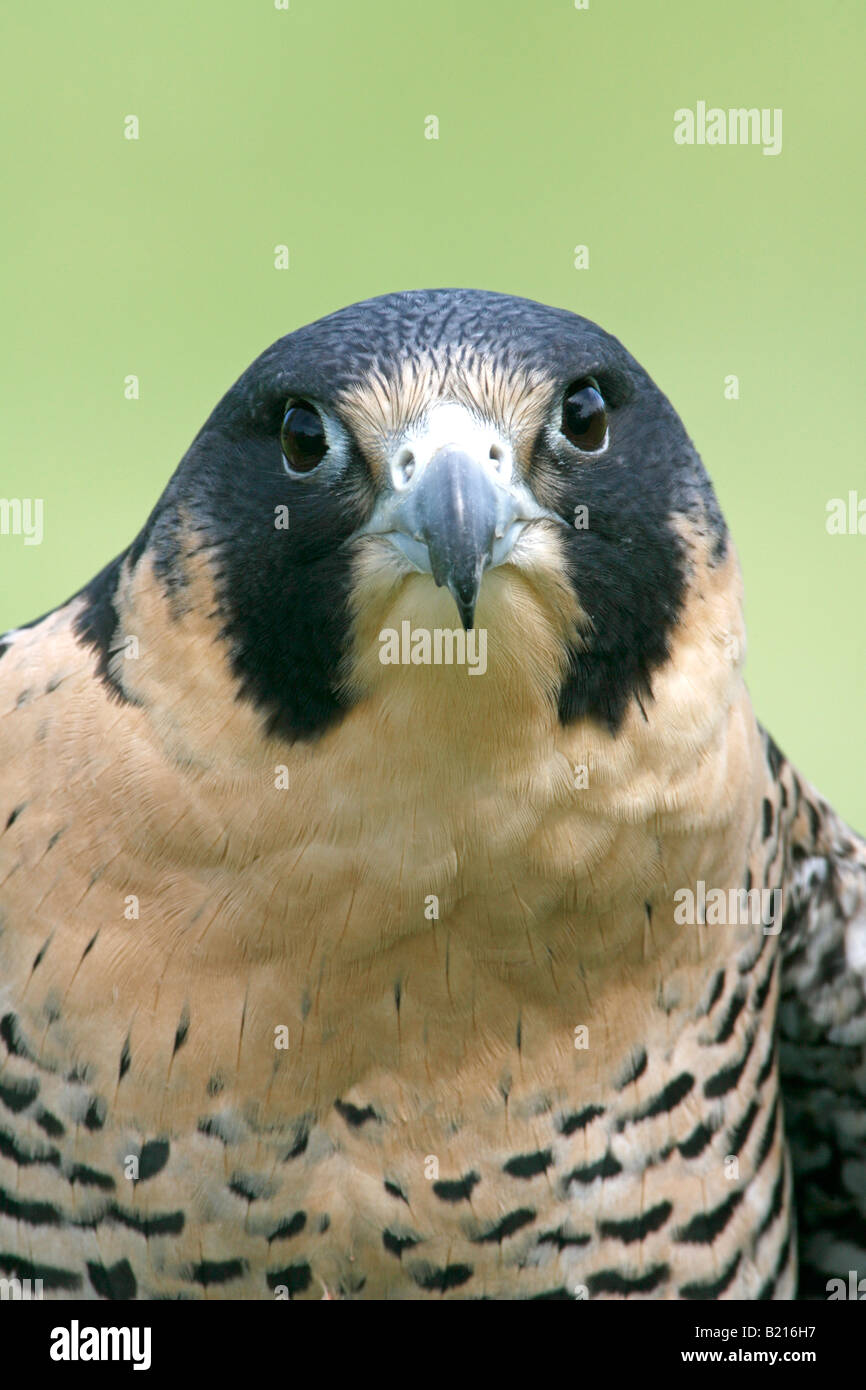 Peregrine hi-res stock photography and images - Alamy