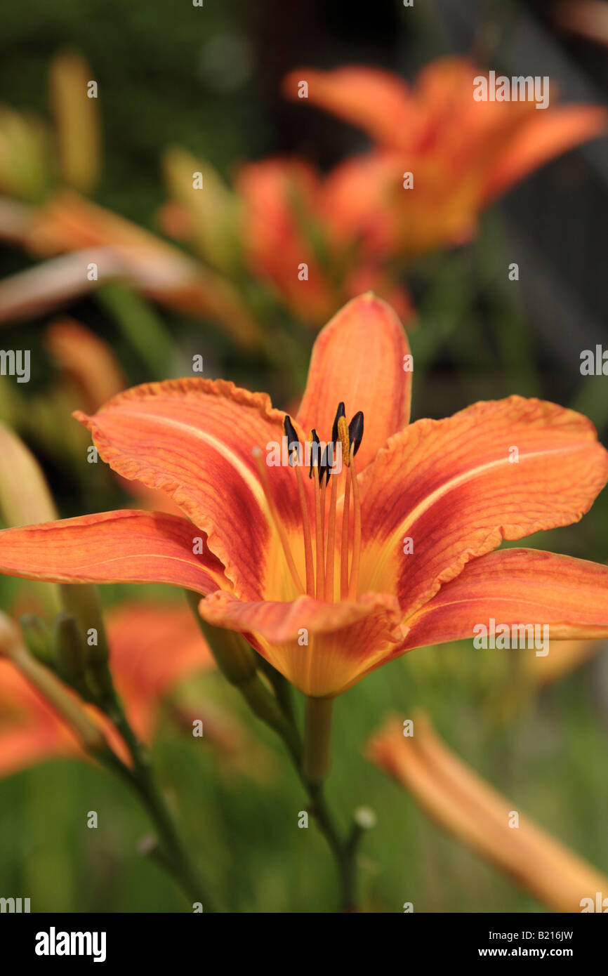 New day lilies hi-res stock photography and images - Alamy
