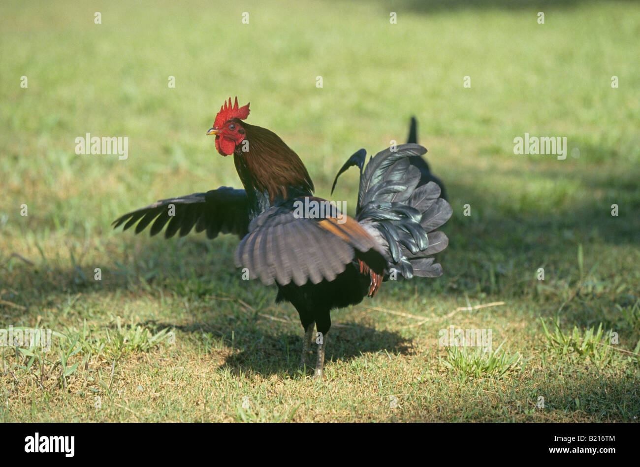 A male or rooster Red Junglefowl Gallus gallus a tropical member of the ...