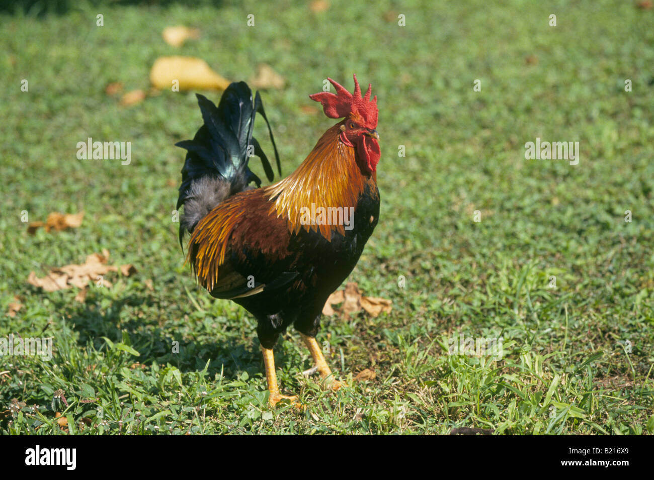 A male or rooster Red Junglefowl Gallus gallus a tropical member of the ...