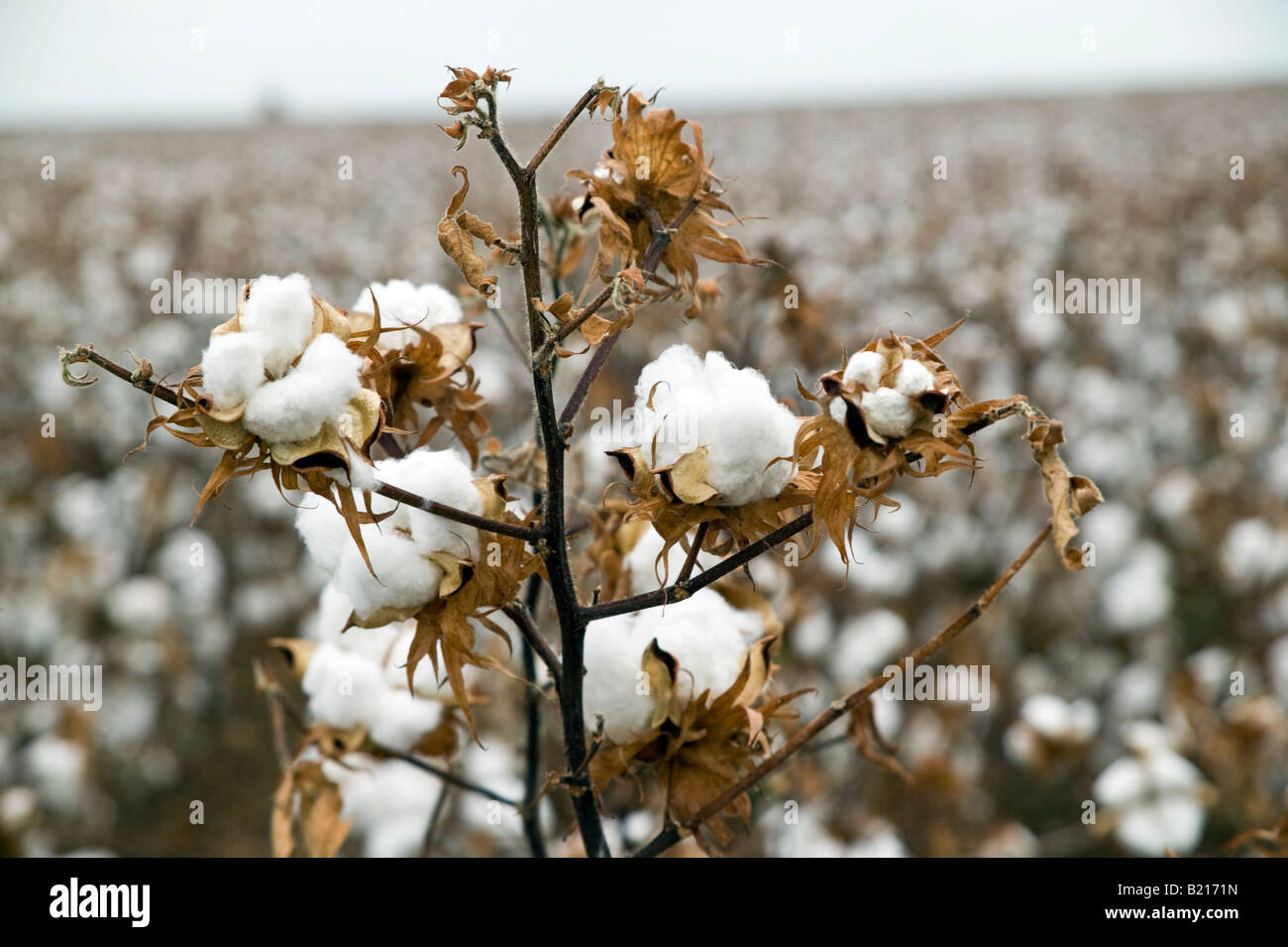 Cotton fields on Texas ranch Stock Photo - Alamy