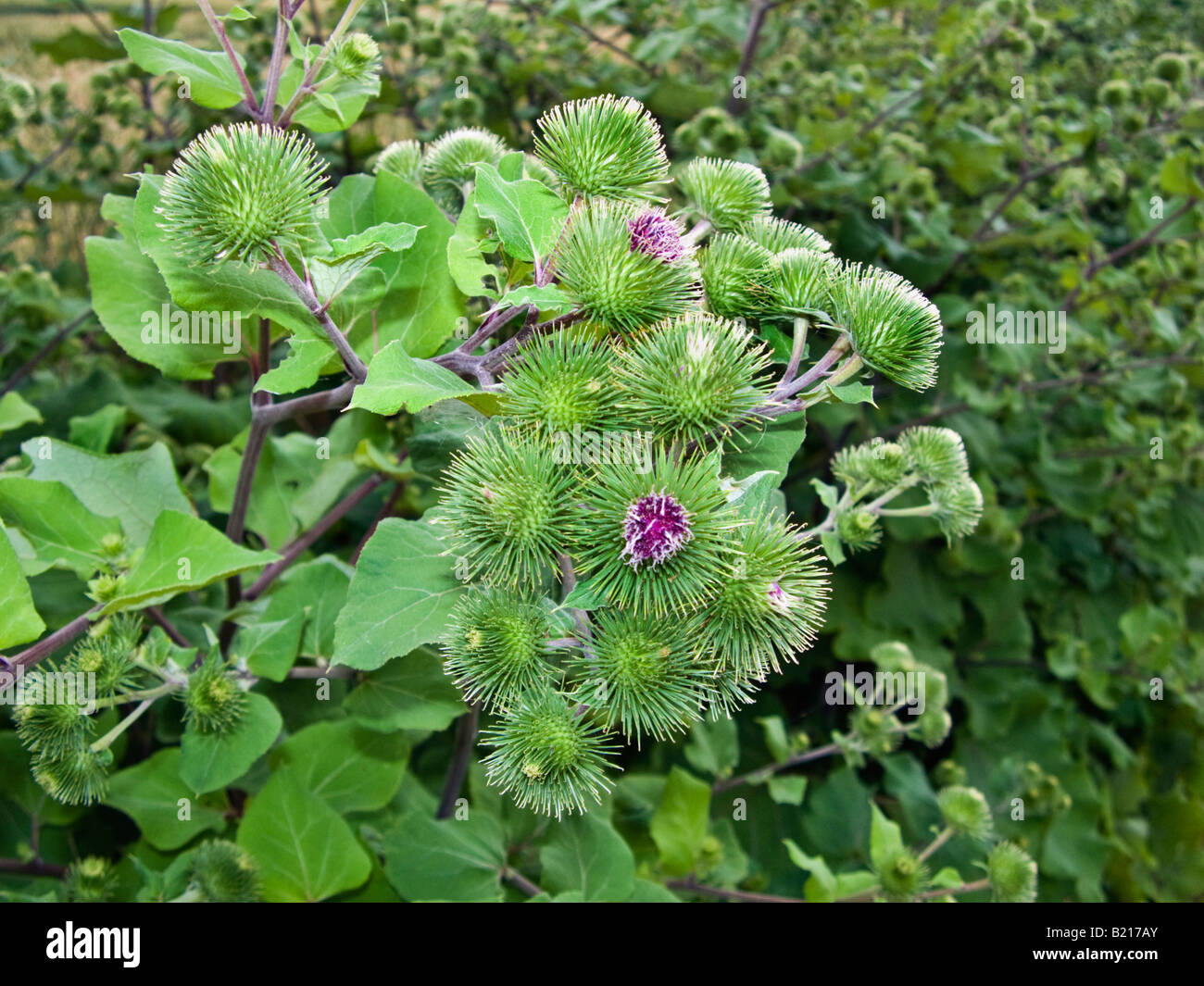 bur burdock burr Arctium lappa Great burdock Compositae Lappa major ...