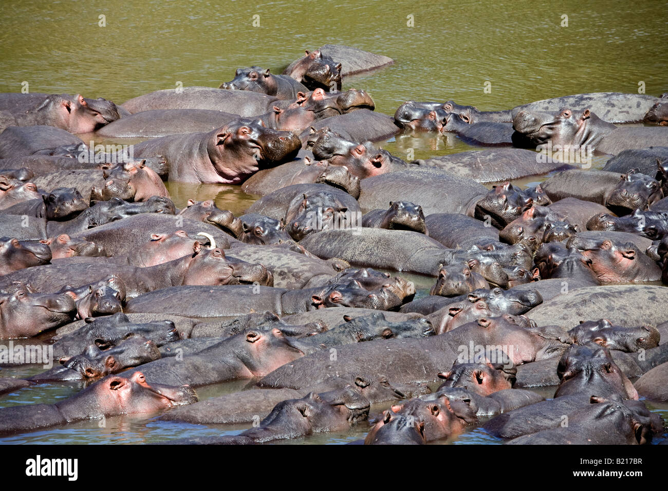 Hippopotamus hunt hi-res stock photography and images - Alamy