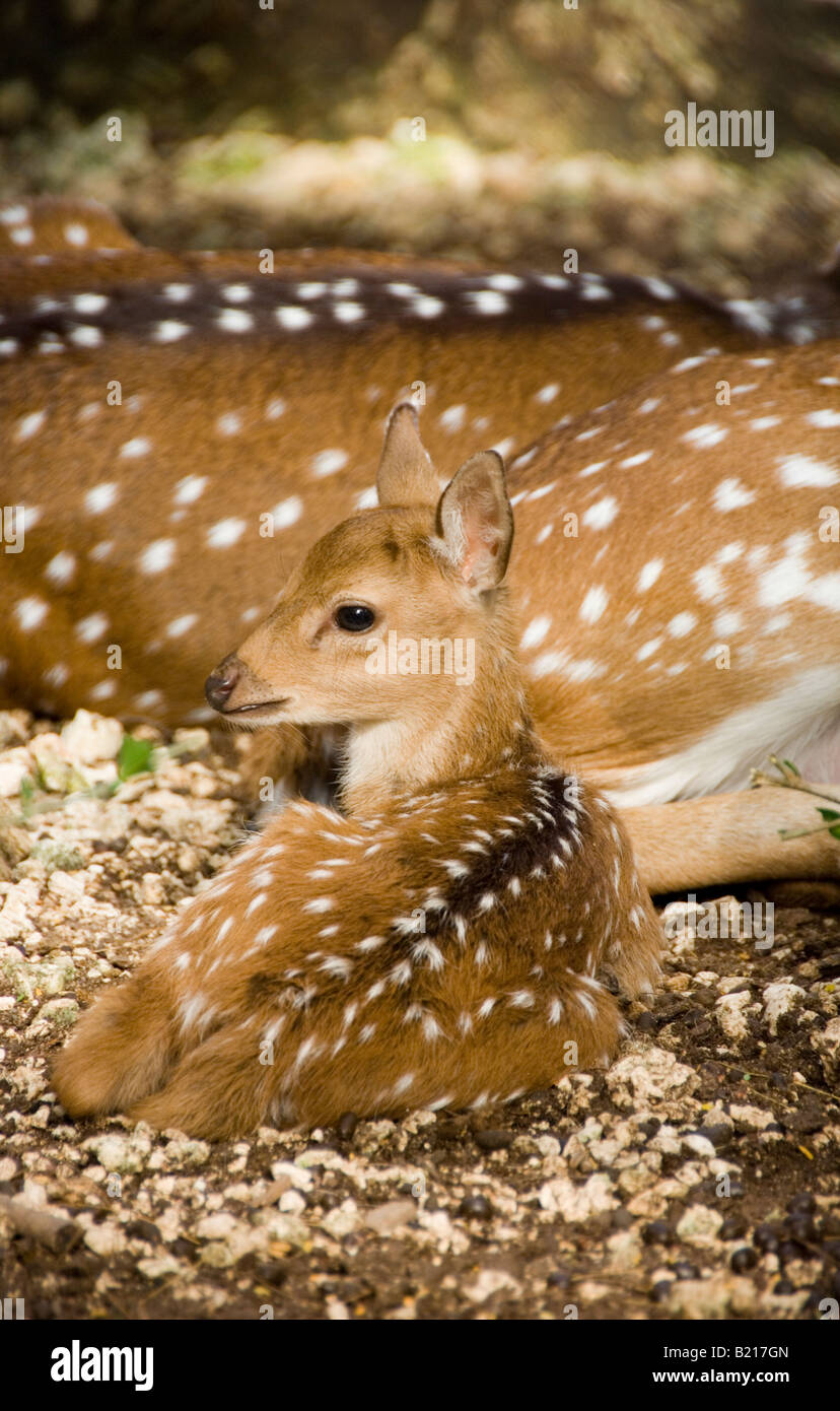 Docile child hi-res stock photography and images - Alamy