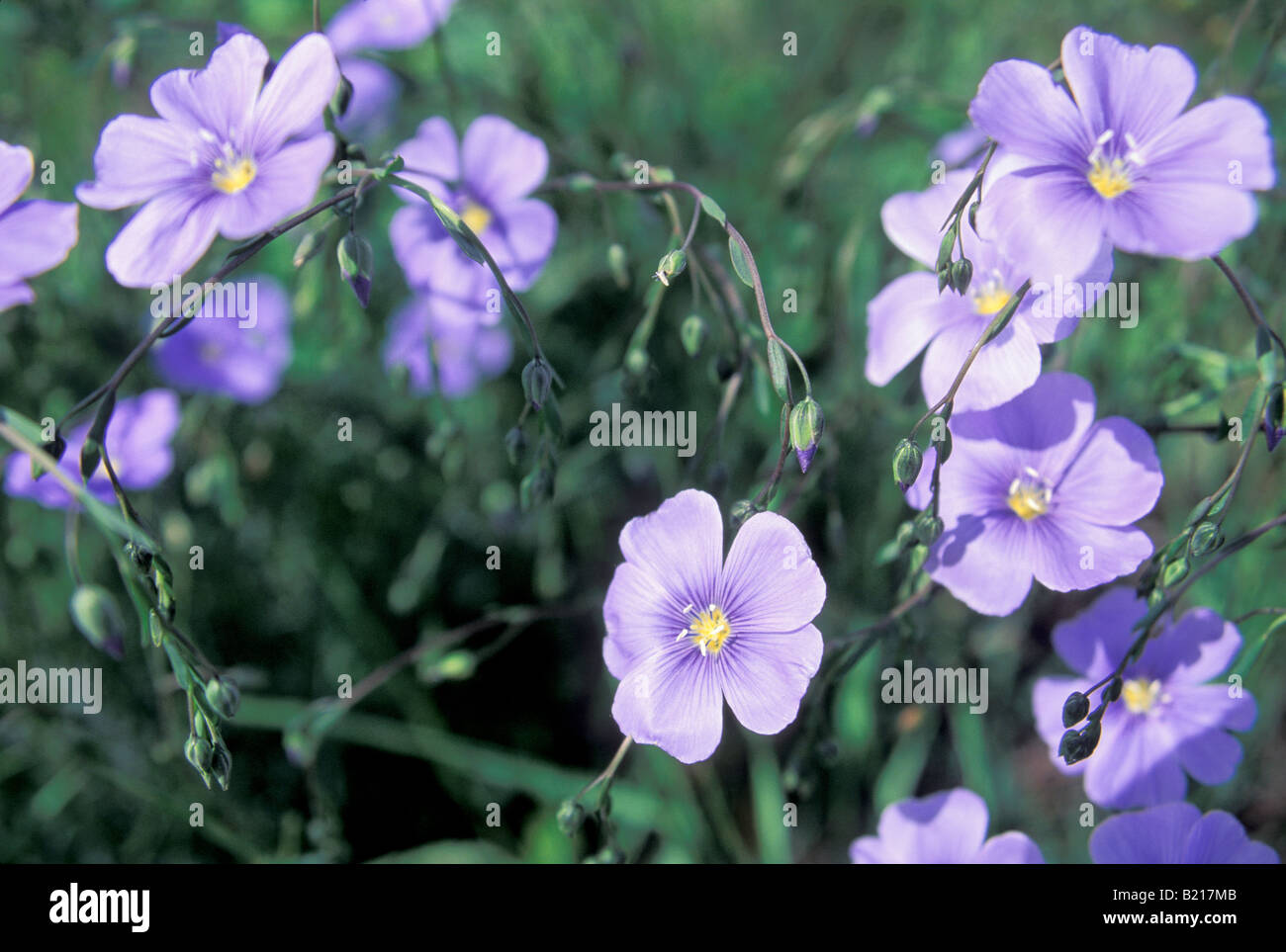 Linum lewisii, a native blue flax named for its discoverer Meriwether ...