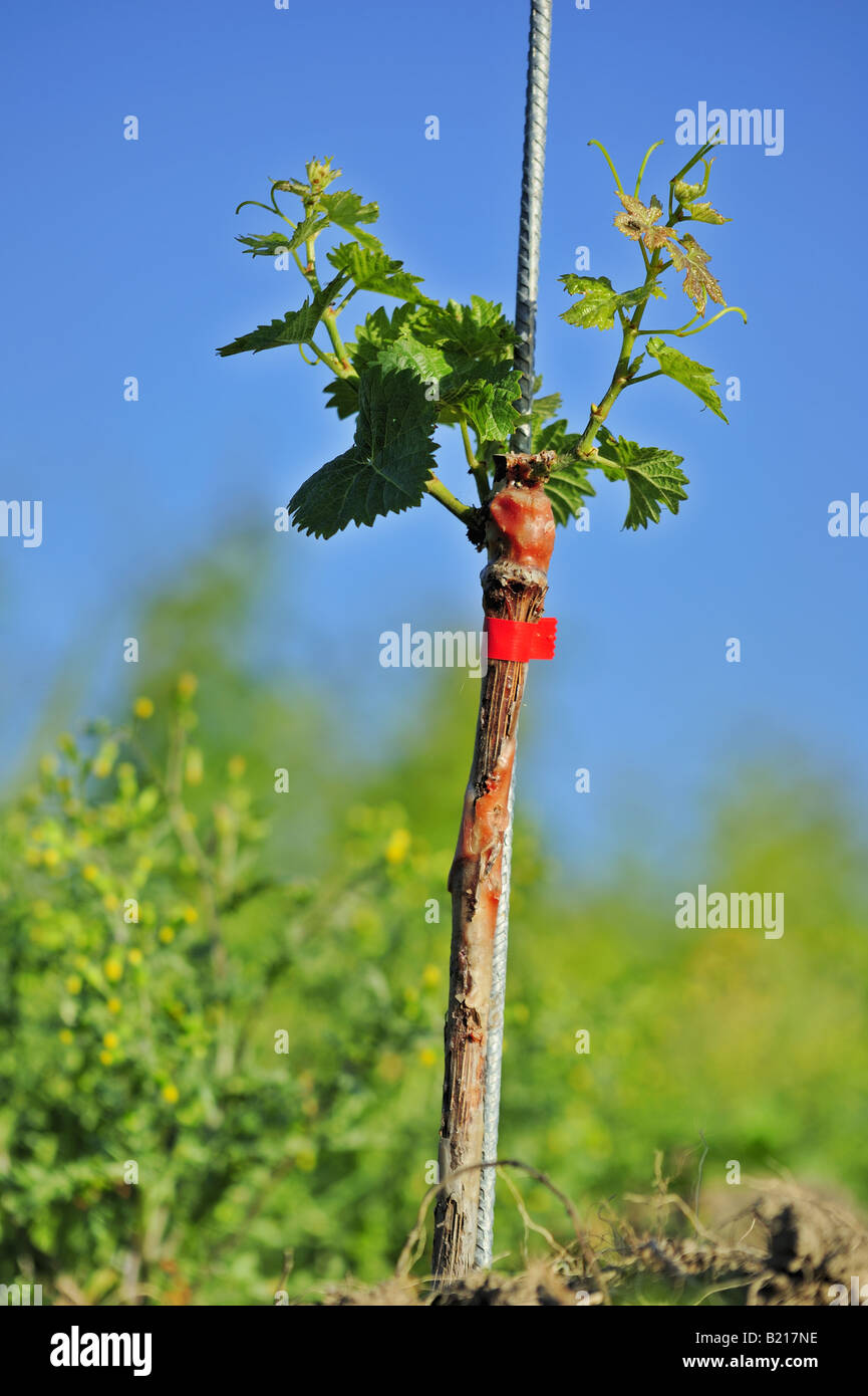 Graft vine hi-res stock photography and images - Alamy