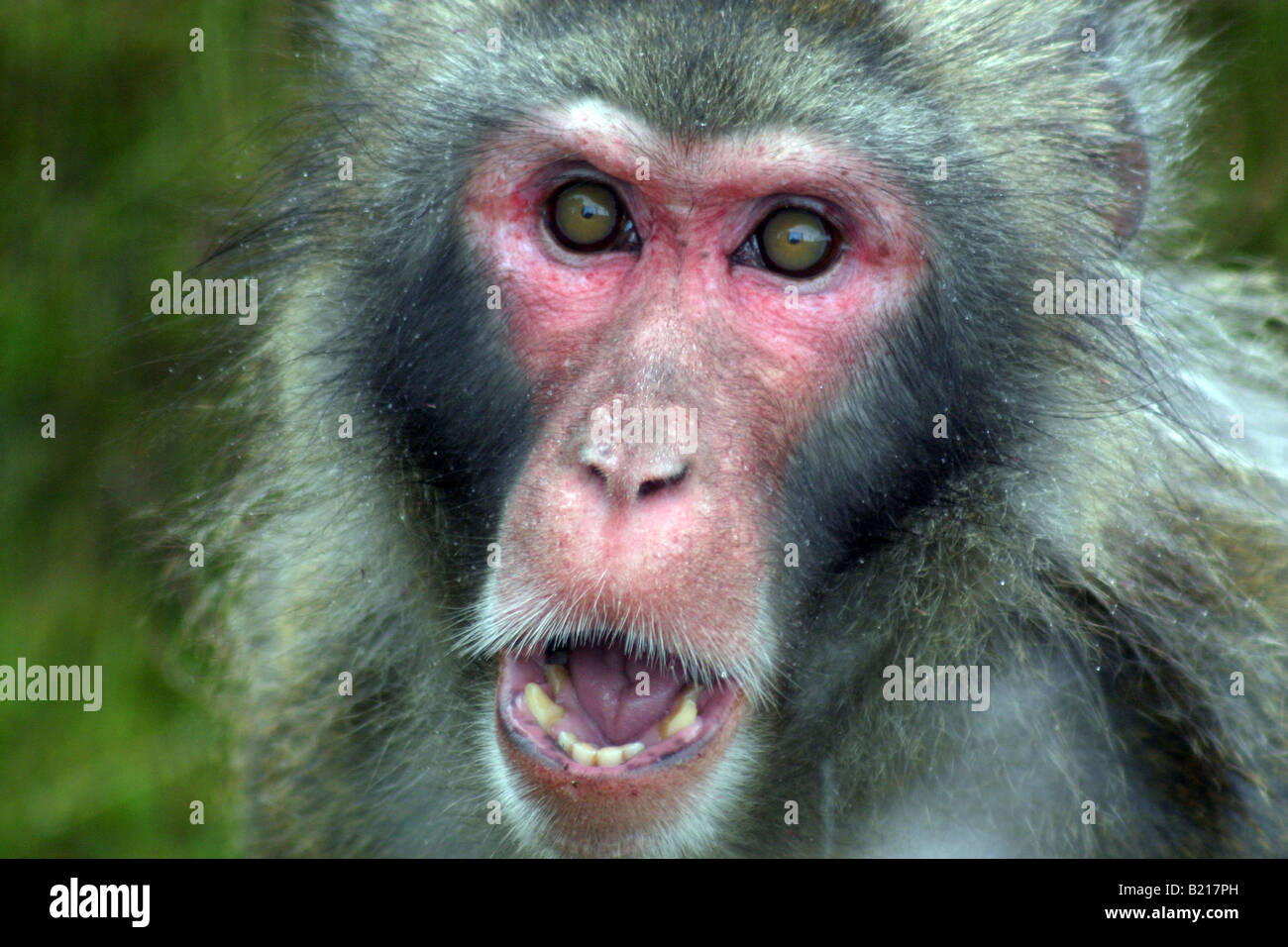 snow monkey at Highland wildlife park, Kingussie Stock Photo - Alamy