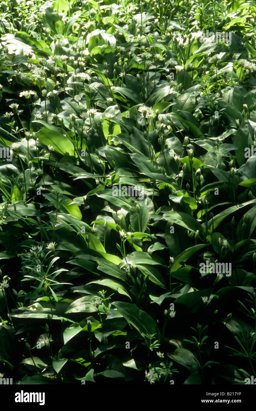 wild garlic in bloom in city woodland Stock Photo - Alamy