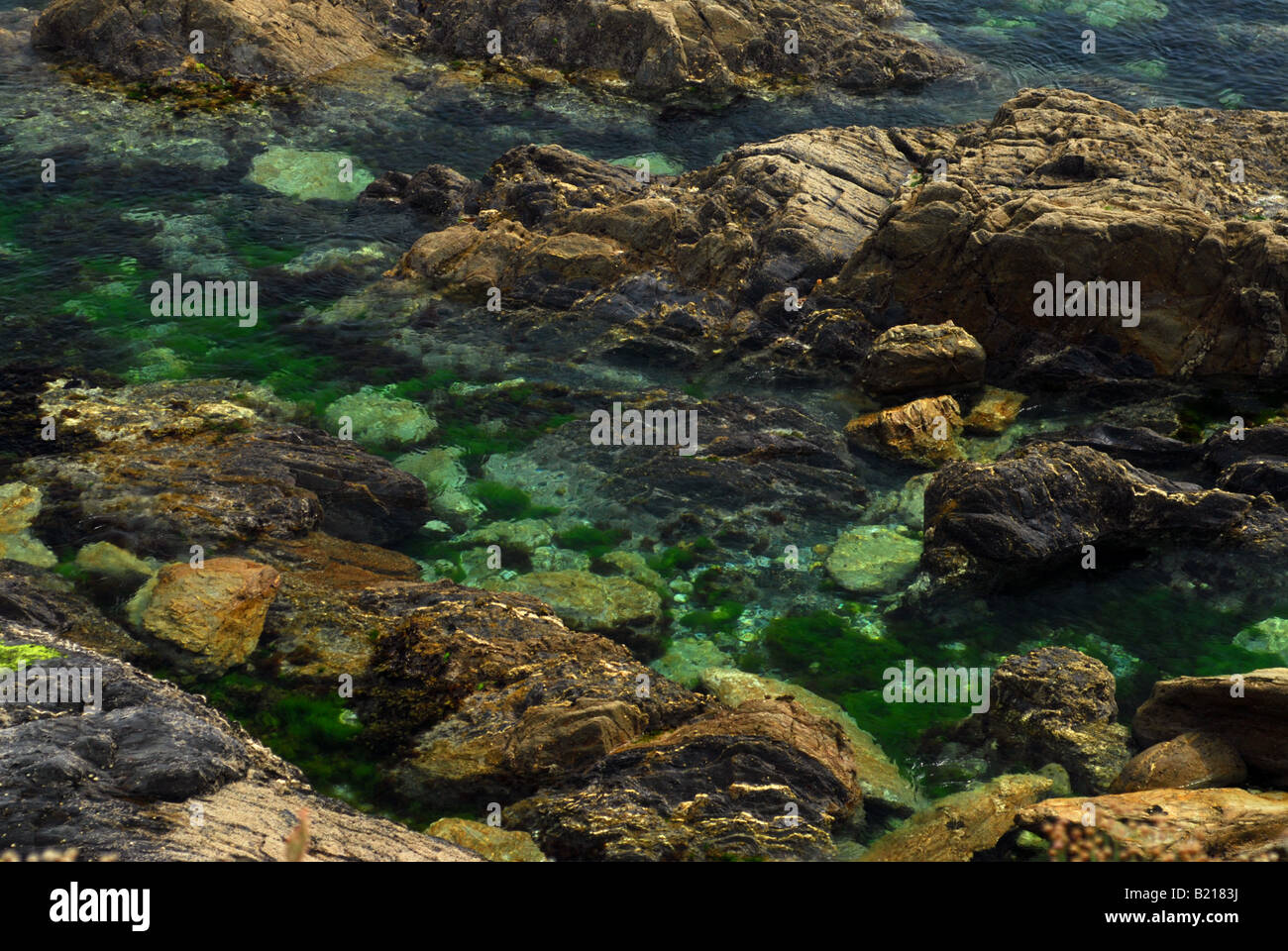 Clear water in a rocky pool off the shore near Thurlestone in Devon ...