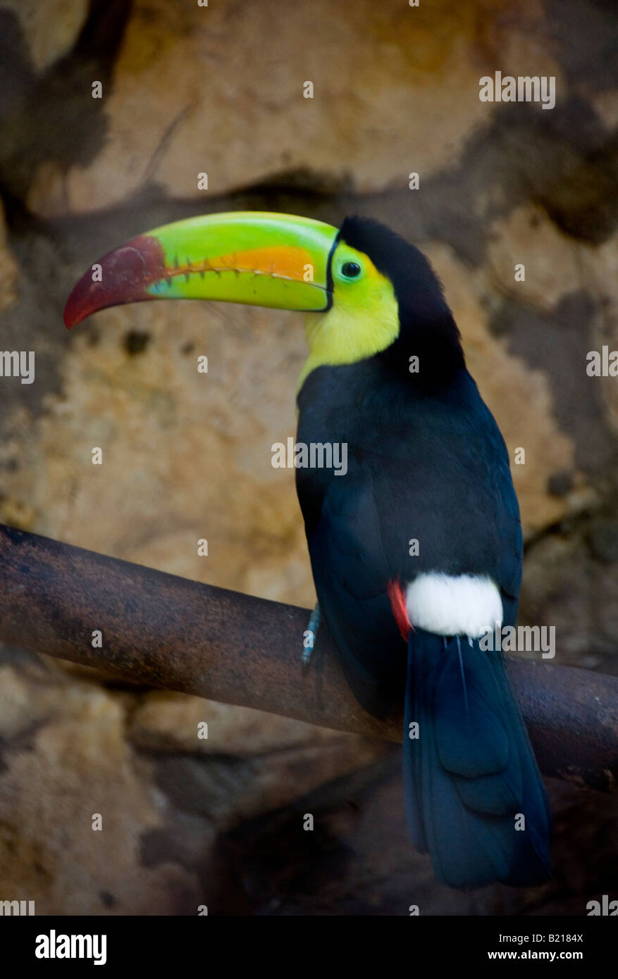 Toucan at zoo hi-res stock photography and images - Alamy