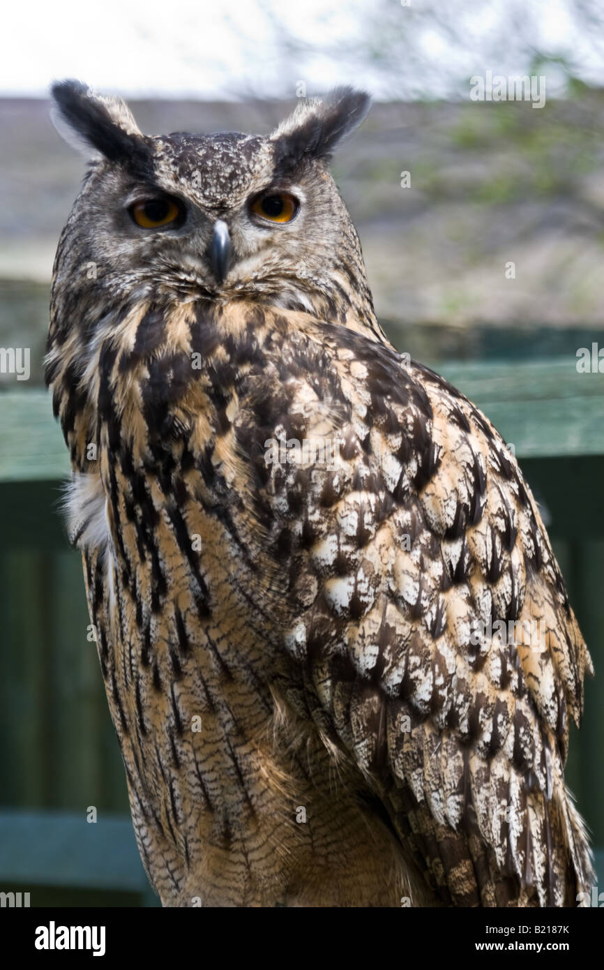 Bengal Eagle Owl Stock Photo - Alamy