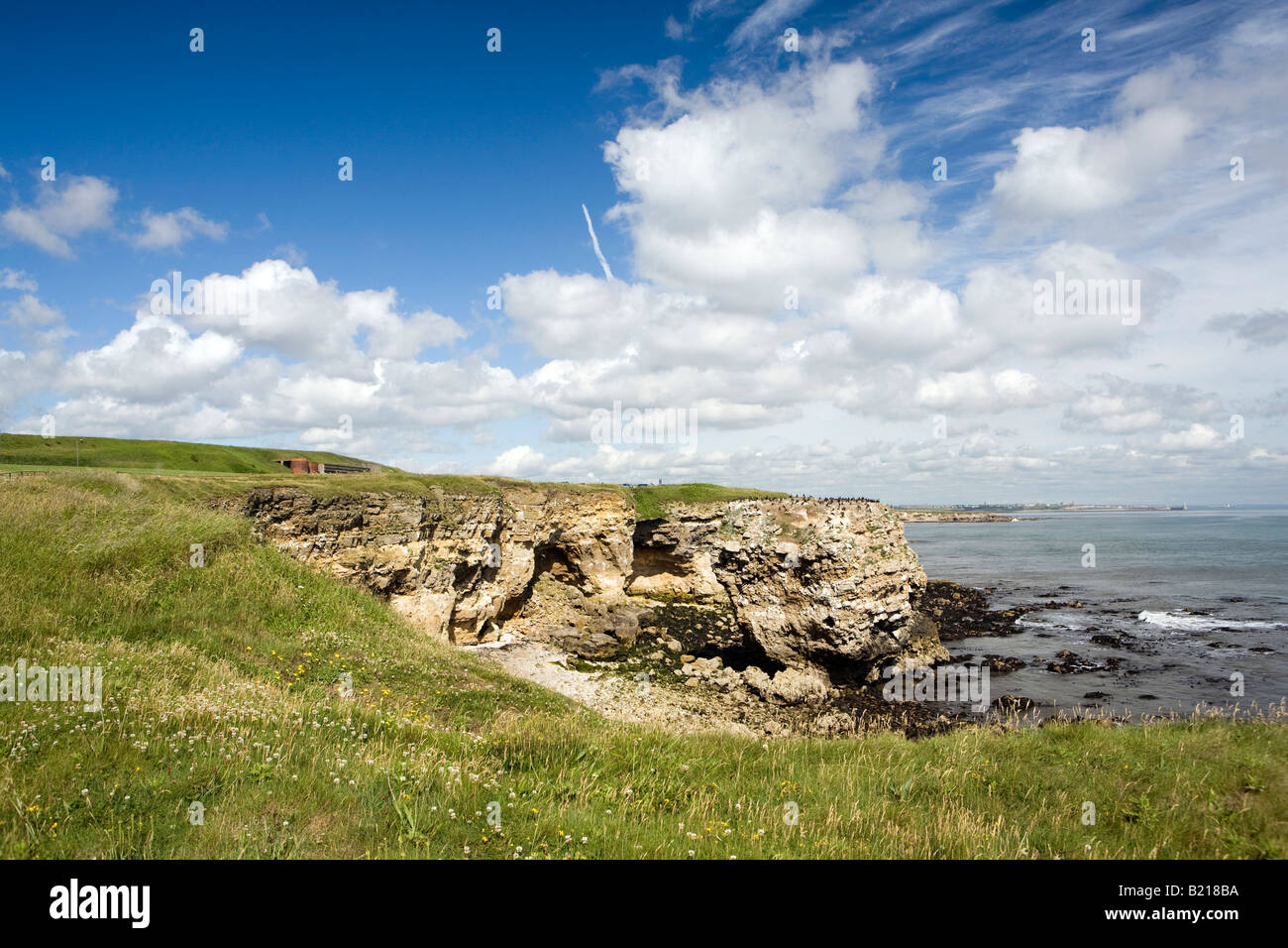 UK Tyne and Wear Sunderland Marsden Bay Souter cliff edge seabird ...