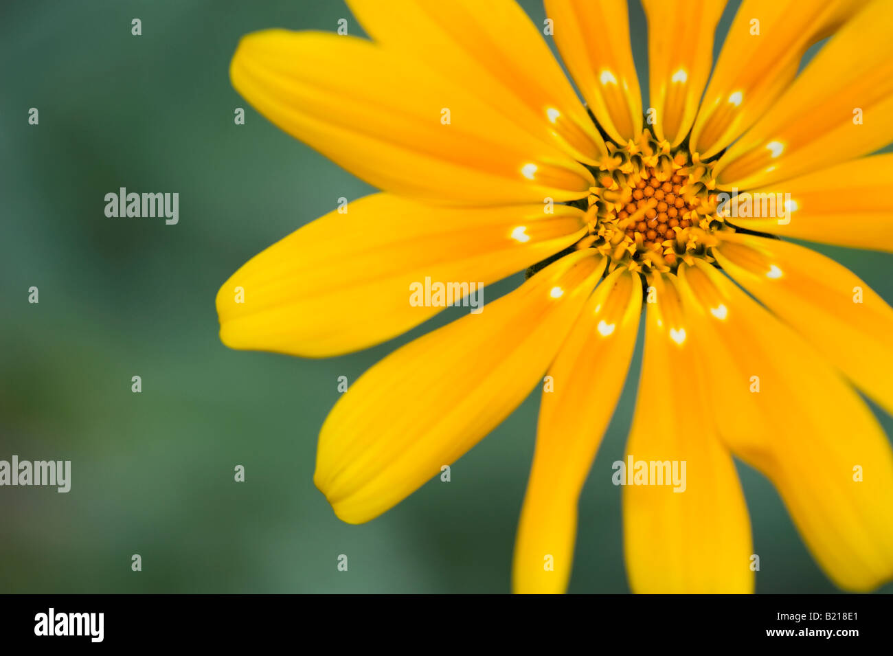 Gazania rigens 'Bicton Orange' flower. Treasure flower Stock Photo - Alamy
