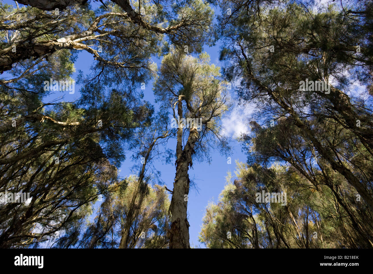 Paperbark trees western australia High Resolution Stock Photography and ...