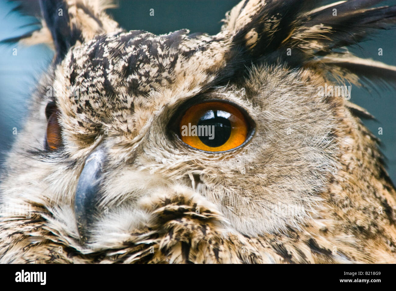 Bengal Eagle Owl side view Stock Photo - Alamy