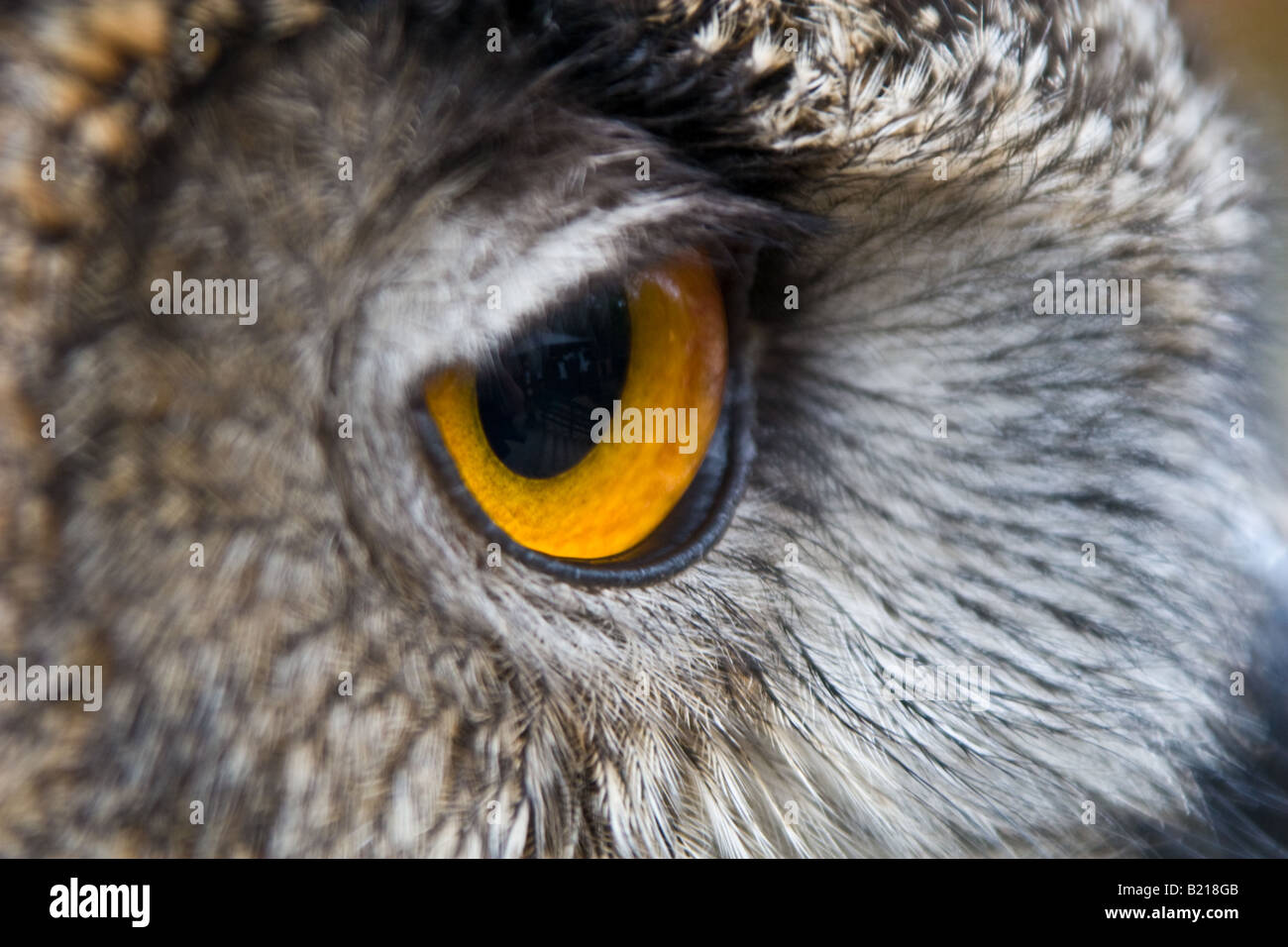 Close up side view of a Great Grey Owl's eye Stock Photo - Alamy