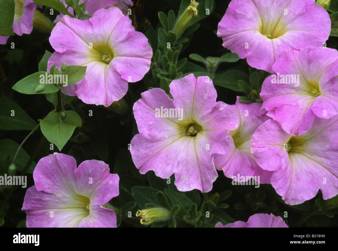 PETUNIAS FANTASY PINK MORN PETUNIA SP 1996 AAS AWARD Stock Photo - Alamy
