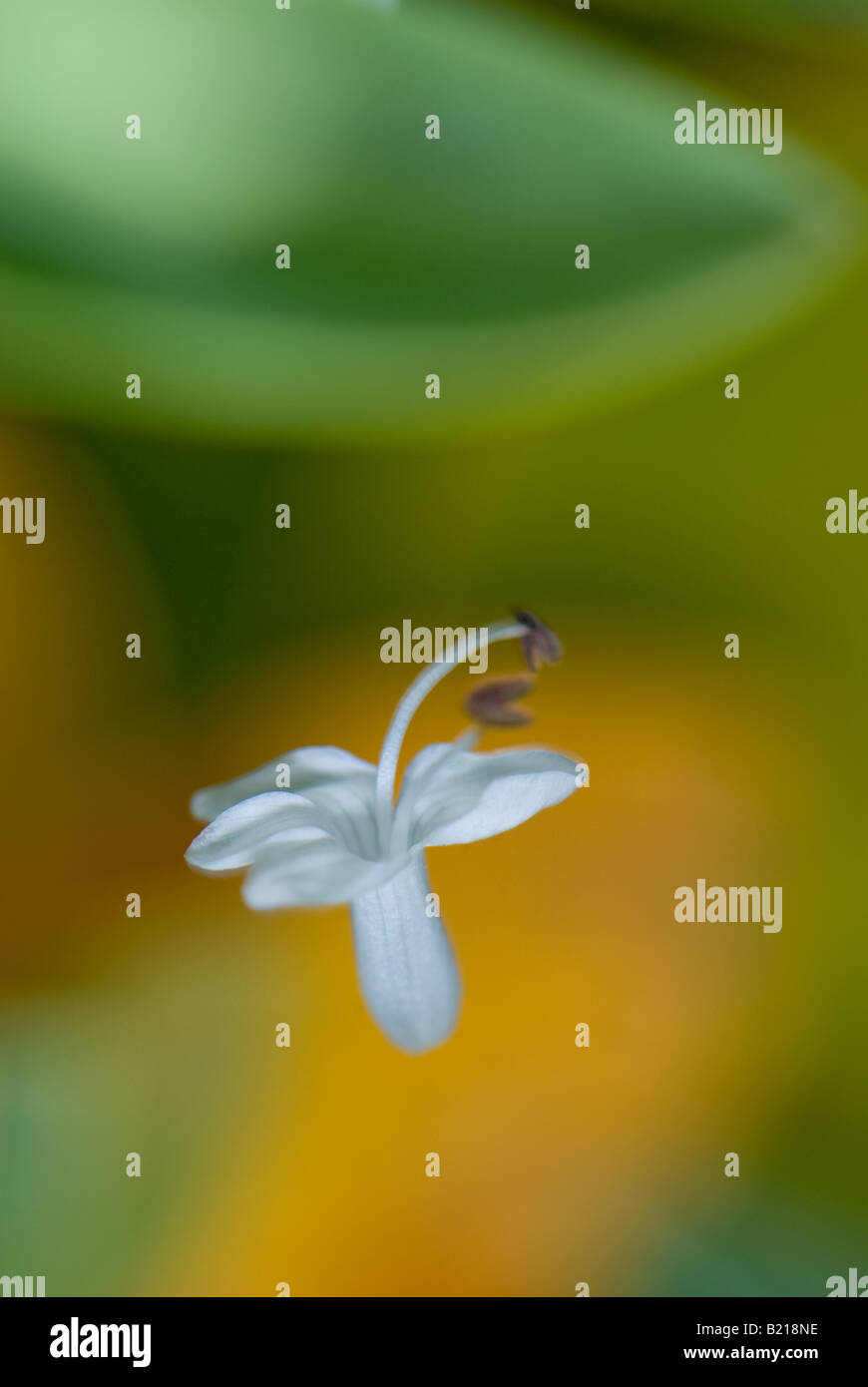 White flower petal caught in a spiders web Stock Photo - Alamy