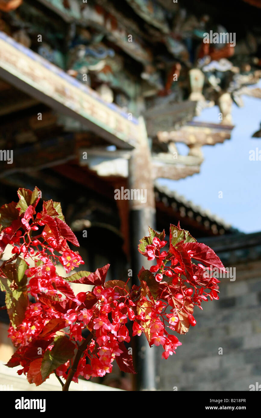 Begonias at the village of Tuanshan, Yunnan, China Stock Photo - Alamy