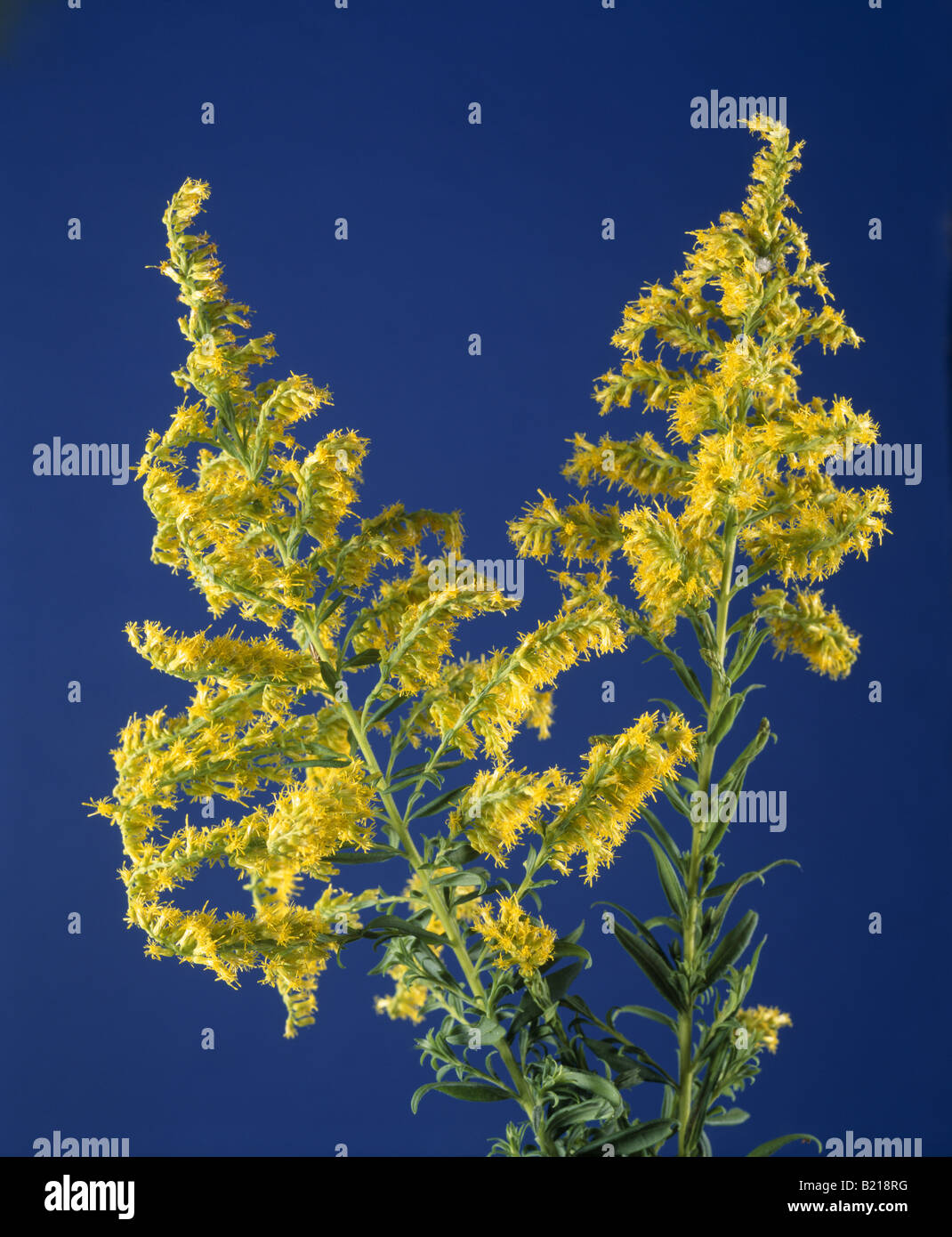 GOLDENROD; CANADA GOLDENROD (SOLIDAGO CANADENSIS Stock Photo - Alamy