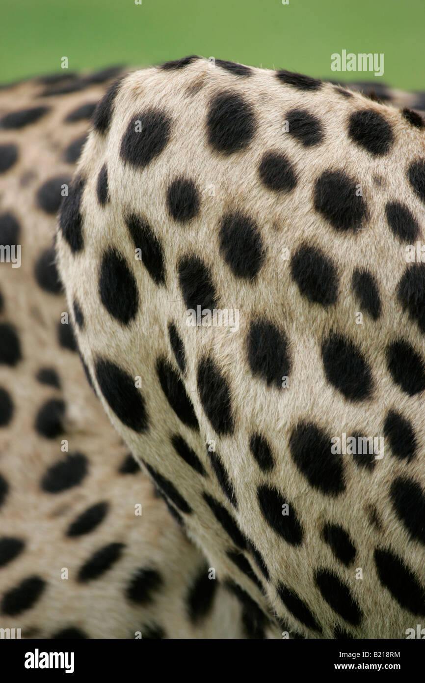 Cheetah spots Acinonyx jubatus Stock Photo - Alamy