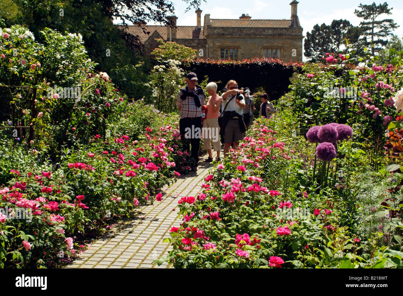 Kiftsgate rose hi-res stock photography and images - Alamy