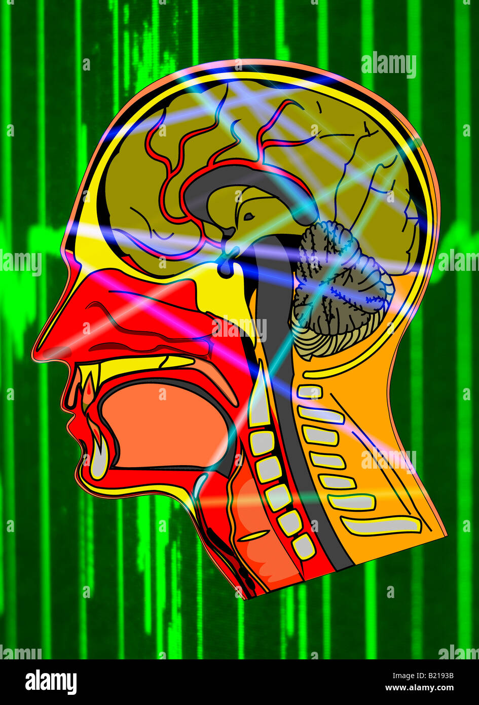 conceptual view of computer generated human skull and brain with laser ...