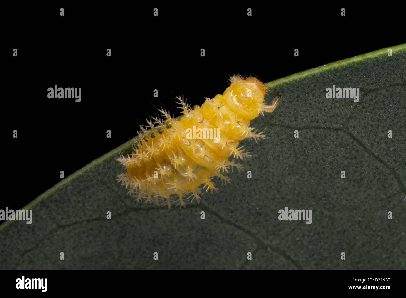 A picture of a caterpillar which is walking Stock Photo - Alamy