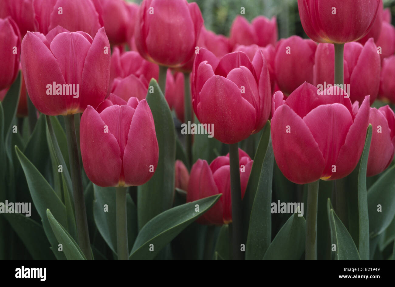 FIELD OF PINK TULIPS TULIPA SP CALIFORNIA Stock Photo - Alamy