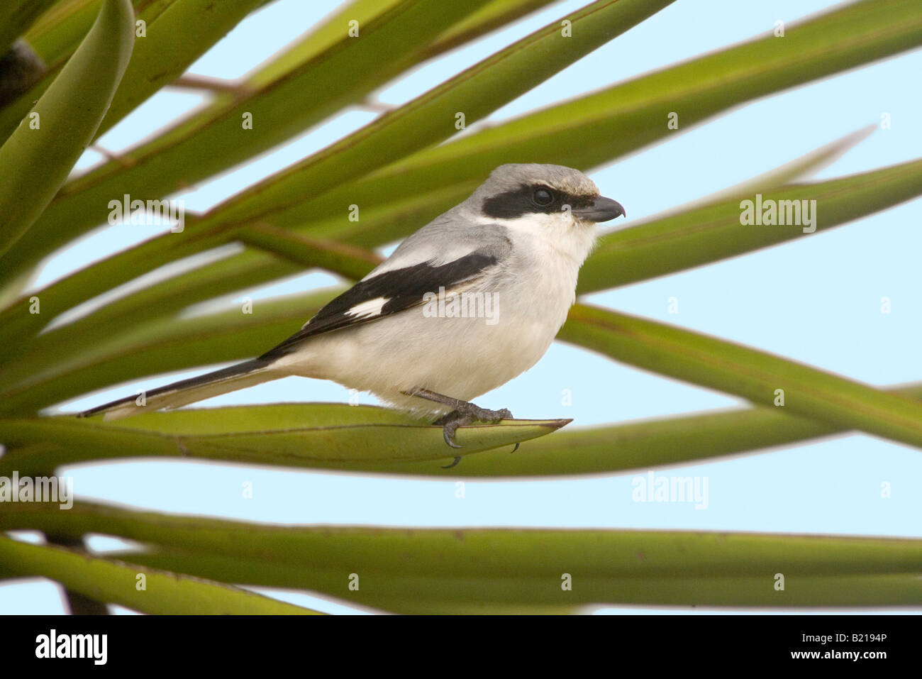 Loggerhead Shrike Lanius ludovicianus Stock Photo - Alamy