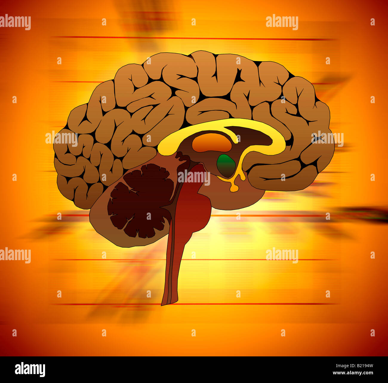 Computer generated model human brain hi-res stock photography and ...