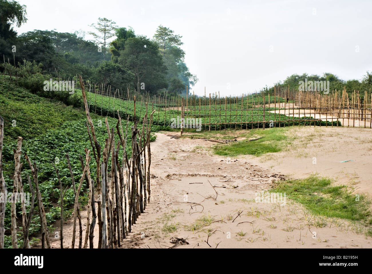 Agriculture and vegetable gardens along the sandy banks of the Mekong ...