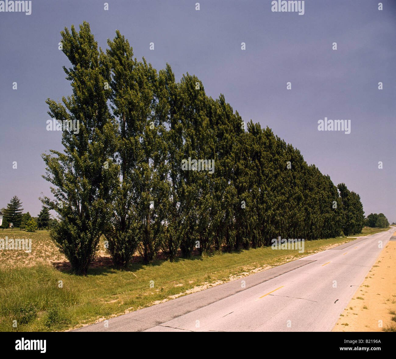 Populus nigra italica hi-res stock photography and images - Alamy