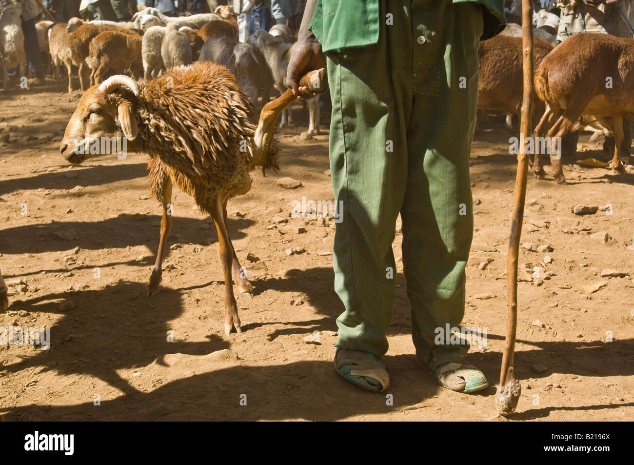A typical scene in the busy and dusty main sheep selling market of ...