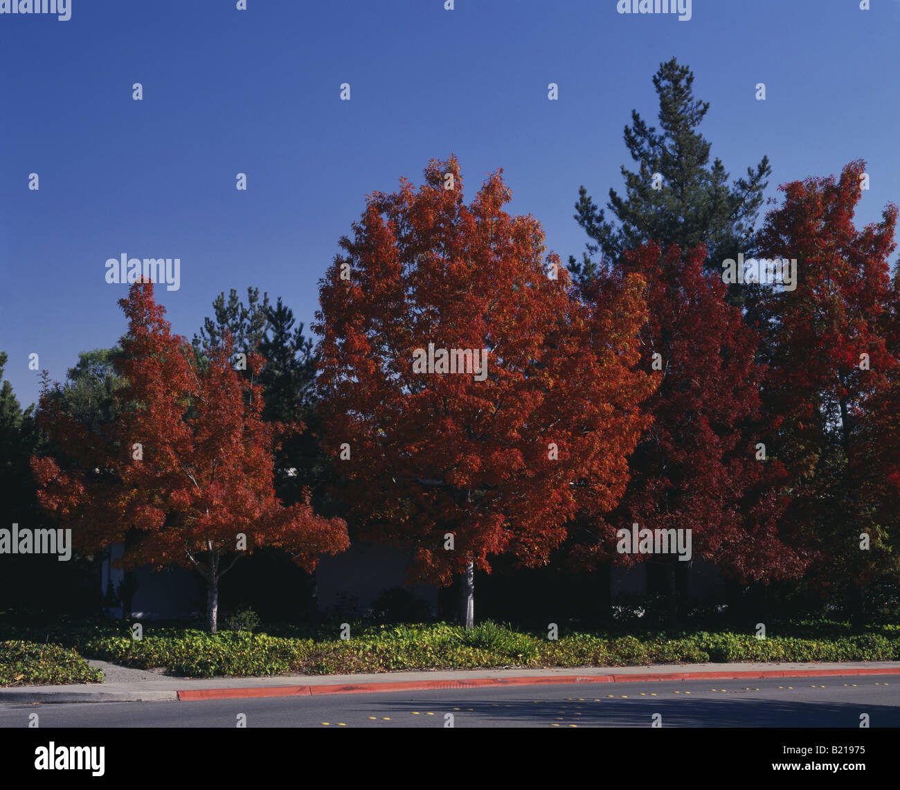 OAK TREES IN FALL COLOR Stock Photo - Alamy