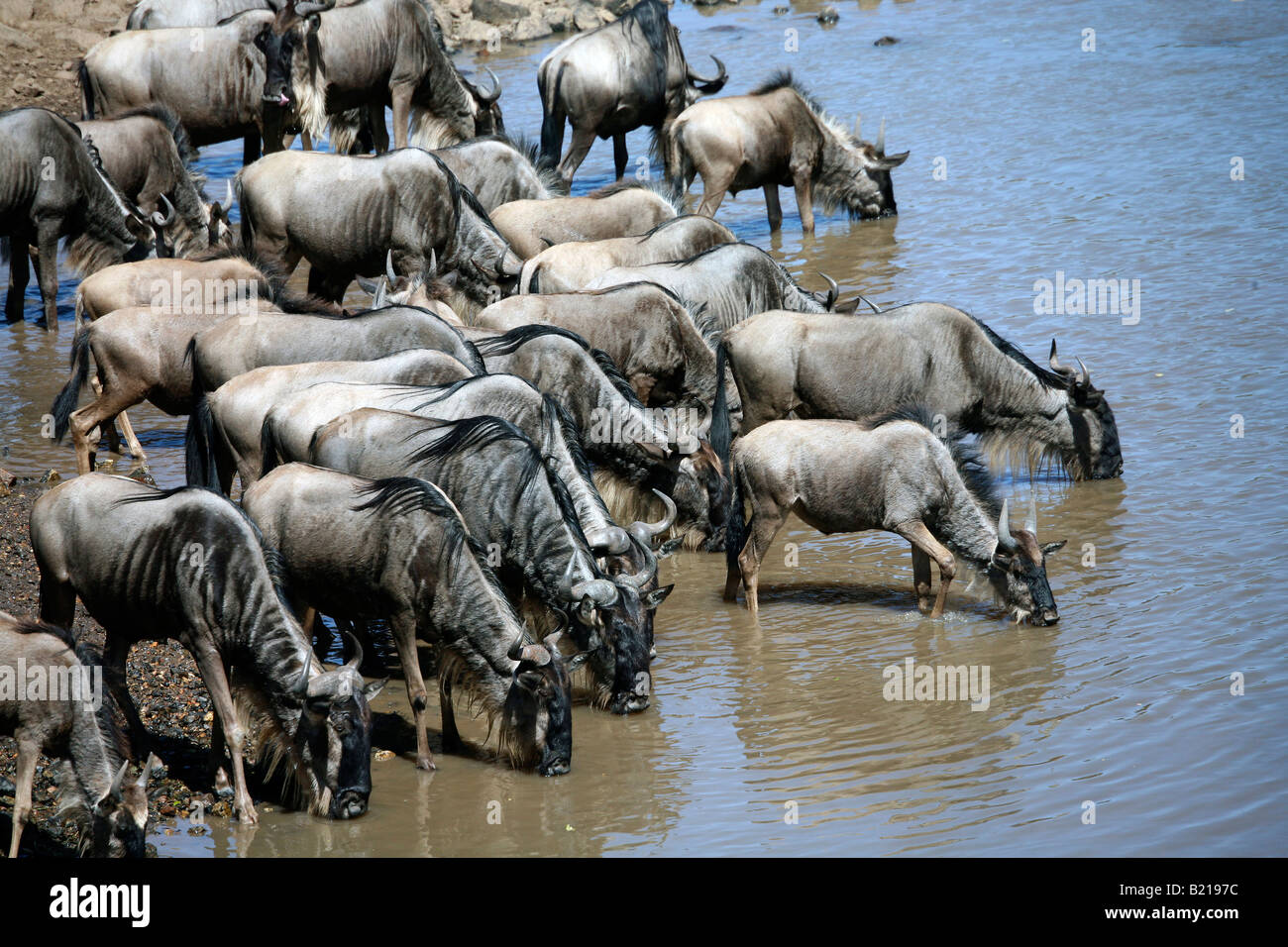 Gnus hi-res stock photography and images - Alamy