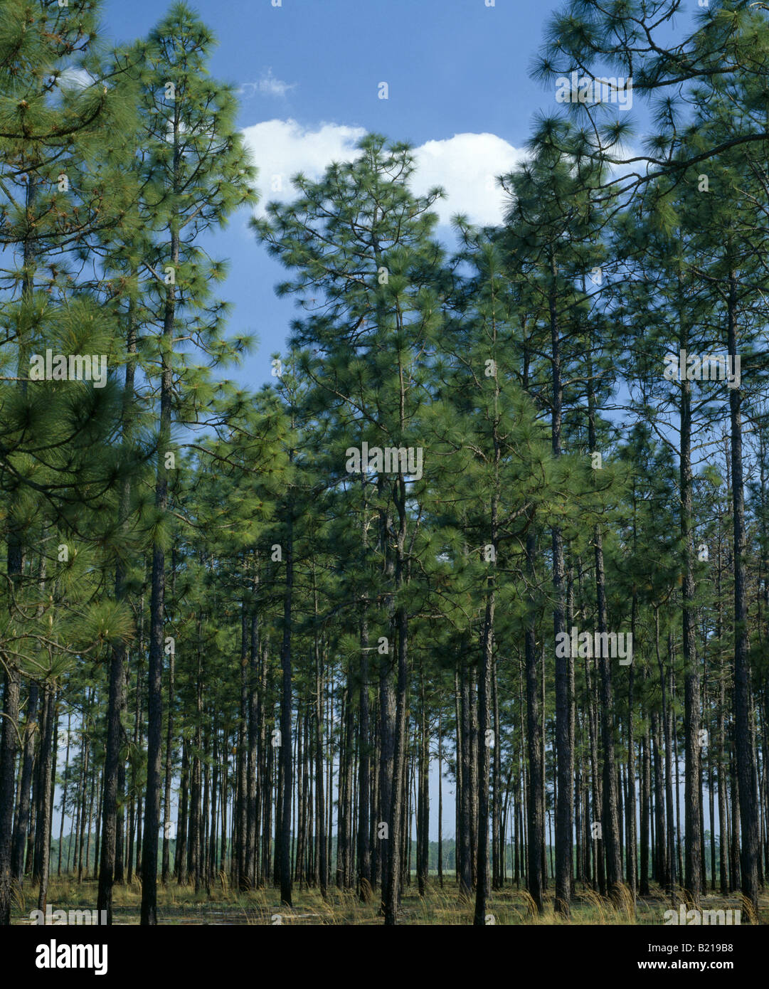 LONG LEAF PINE PINUS PALUSTRIS NORTH CAROLINA Stock Photo - Alamy
